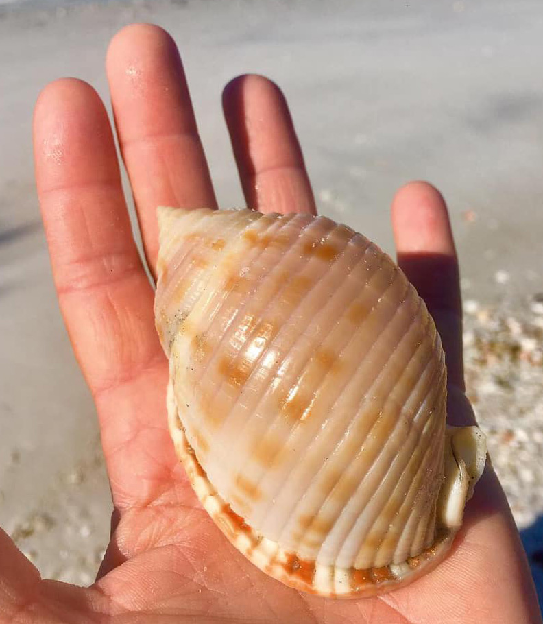scotch bonnet shell 01-15-19 | Sanibel Scoop & Captiva Chatter