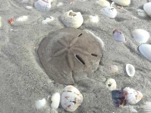 sandy-sand-dollar-with-shells | Sanibel Scoop & Captiva Chatter