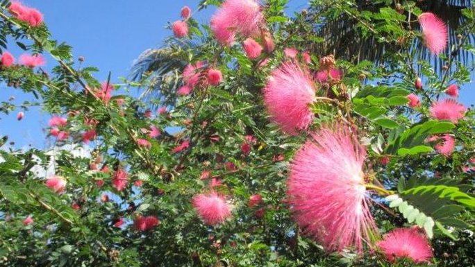 powder puff tree 07-24-2020 | Sanibel Scoop & Captiva Chatter