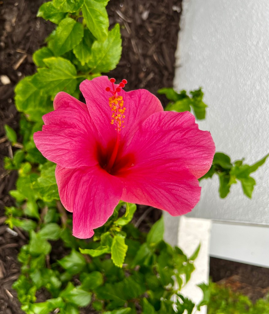 Happy First Friday 2025 | Sanibel Scoop & Captiva Chatter